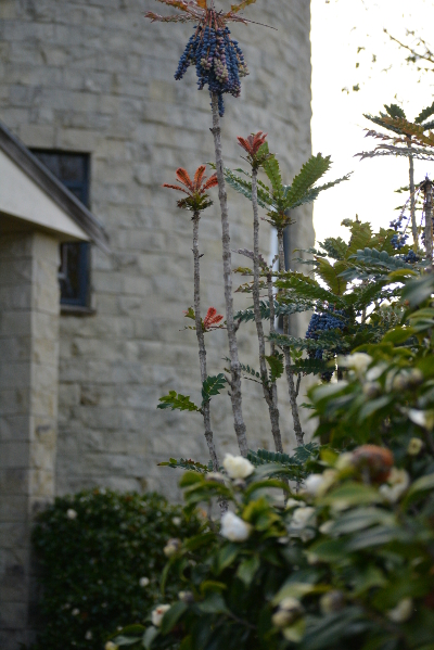 Centurion Management Services